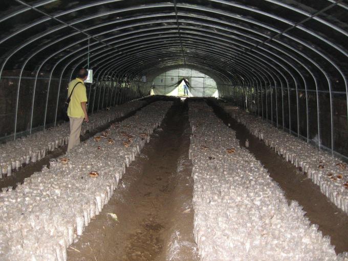 Tunnel Polyethylene Foil Greenhouse For Mushroom Low Transmission Black ...