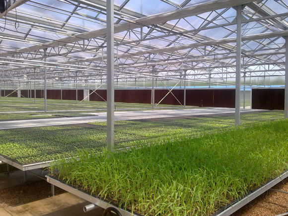 Movable Greenhouse Rolling Benches Breeding Nursery Seedling Size ...