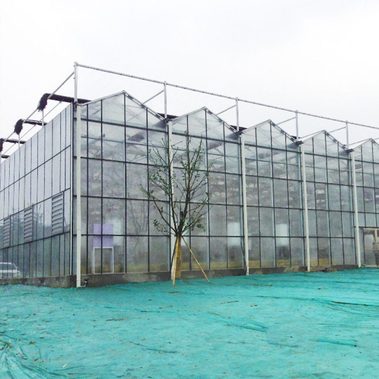 Agricultural Tempered Glass Venlo Type Greenhouse With 48mm Column