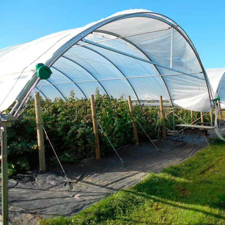 Low Cost Plastic Film Rain Shelter Greenhouse for Berry Planting with ...