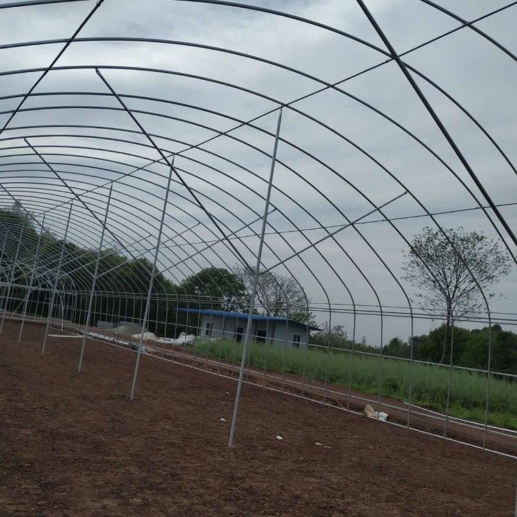 Single Span Plastic Tunnel Greenhouse Polyethylene Farm Agriculture Support