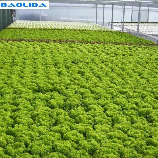 Agricultural Tempered Glass Venlo Type Greenhouse With 48mm Column