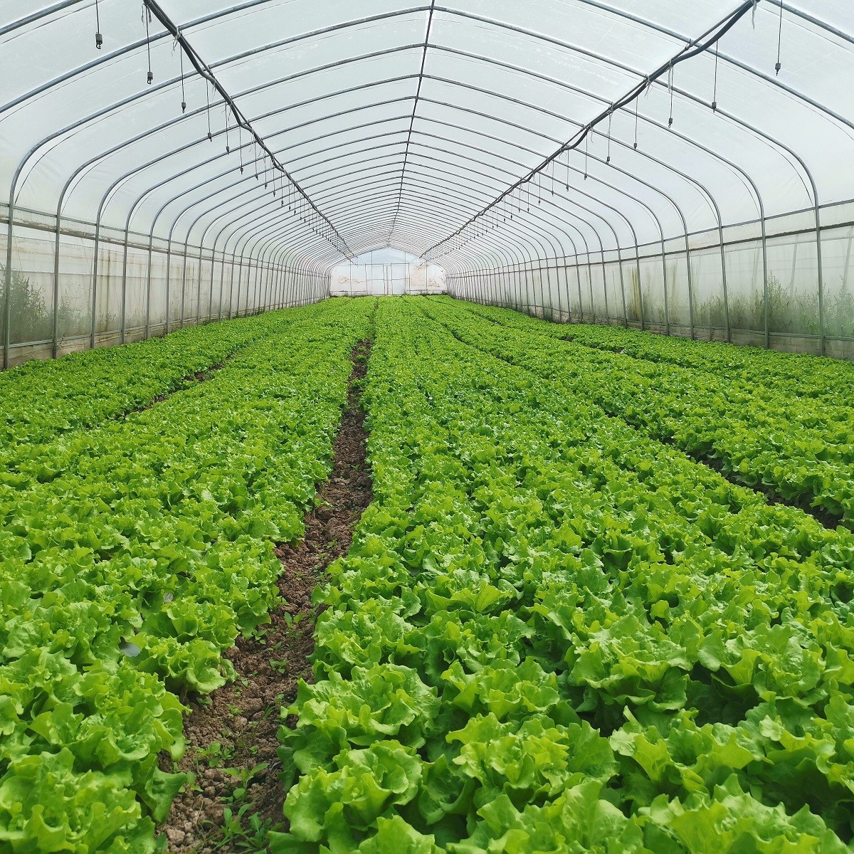 Galvanized Steel Frame Structure Pipe Pe Po UV Plastic Film Vergetables ...